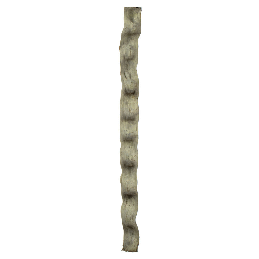 Vickerman 36-40" Frosted Green Monkeys Ladder Vine Pack of 2 Dried ...